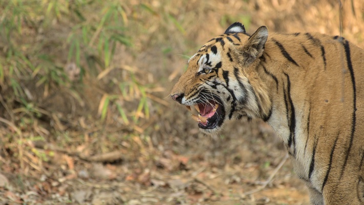 Mammals